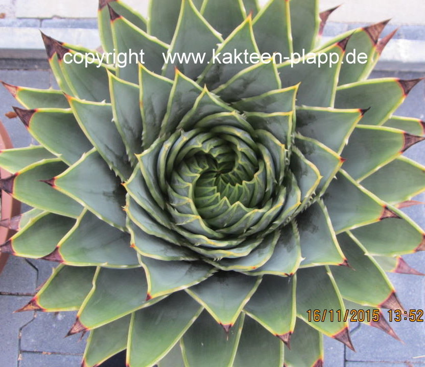 CactiOnlineShop | Product list | Succulents A