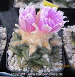 CactiOnlineShop | Produktliste | Ariocarpus